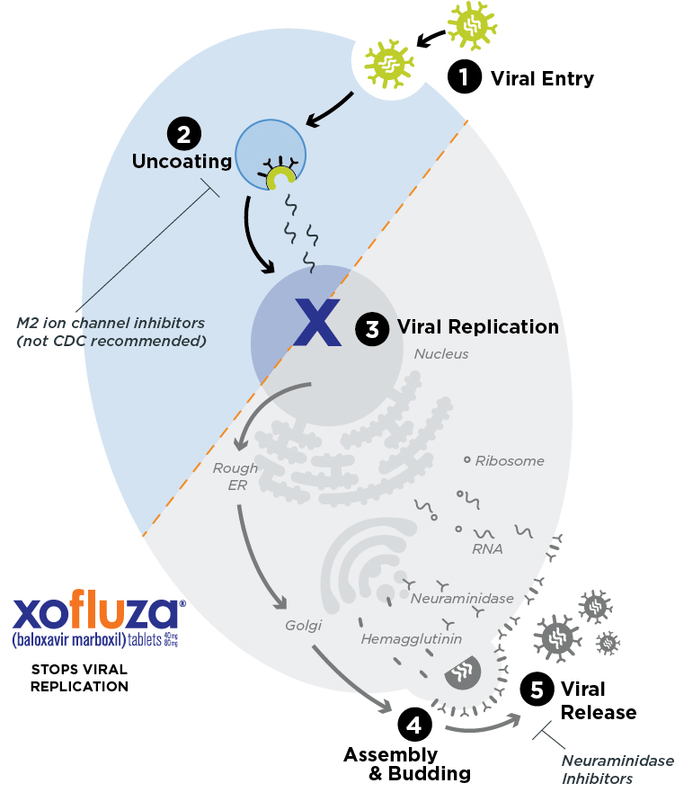 MOA for XOFLUZA® (baloxavir marboxil) Antiviral Flu Treatment